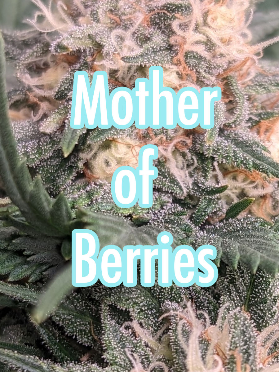Mother Of Berries - CloneySoprano